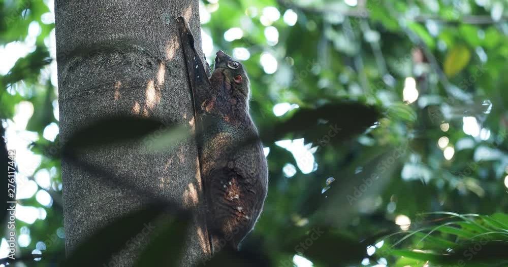 Sunda flying lemur - Galeopterus variegatus or Sunda colugo or Malayan ...