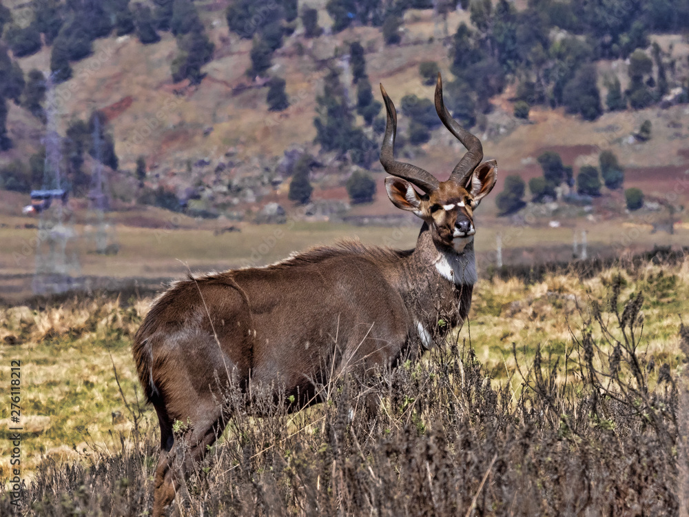 Very rare Mountain nyala, Tragelaphus buxtoni, is a large antelope ...
