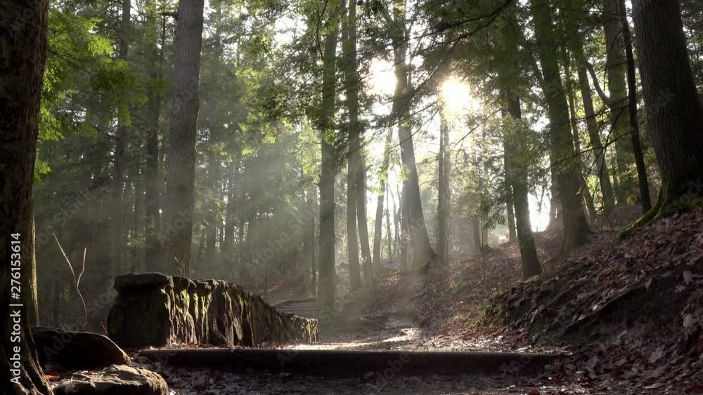 Stairway to heaven on forest path 4k Stock Video | Adobe Stock