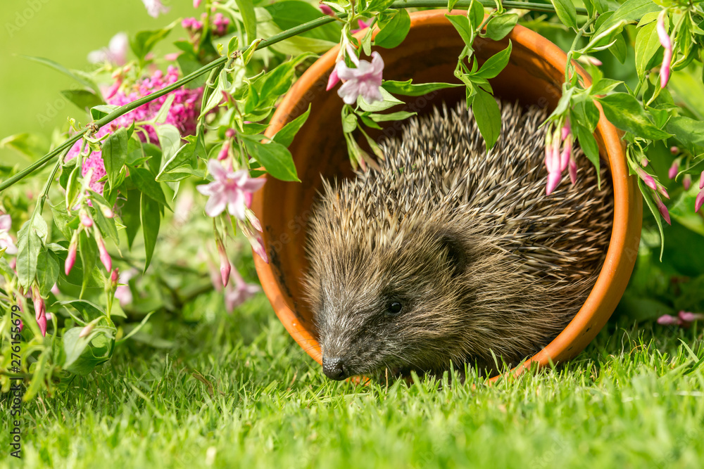 Hedgehog, young hoglet, wild, native, European baby hedgehog in natural ...