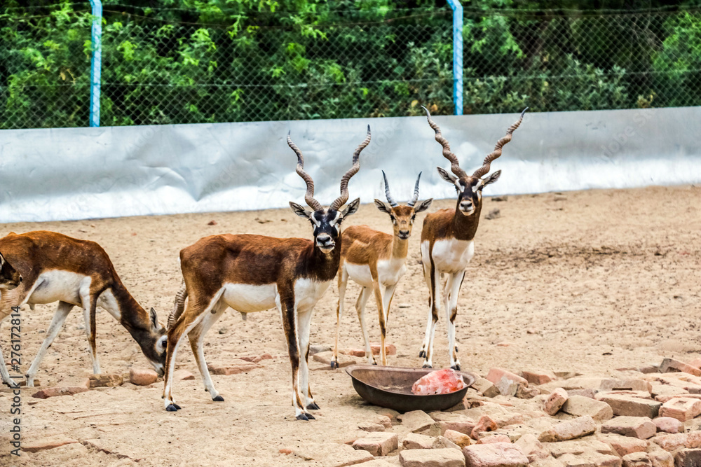 Beautiful wild animal Blackbuck deer (Antilope cervicapra) or Indian ...