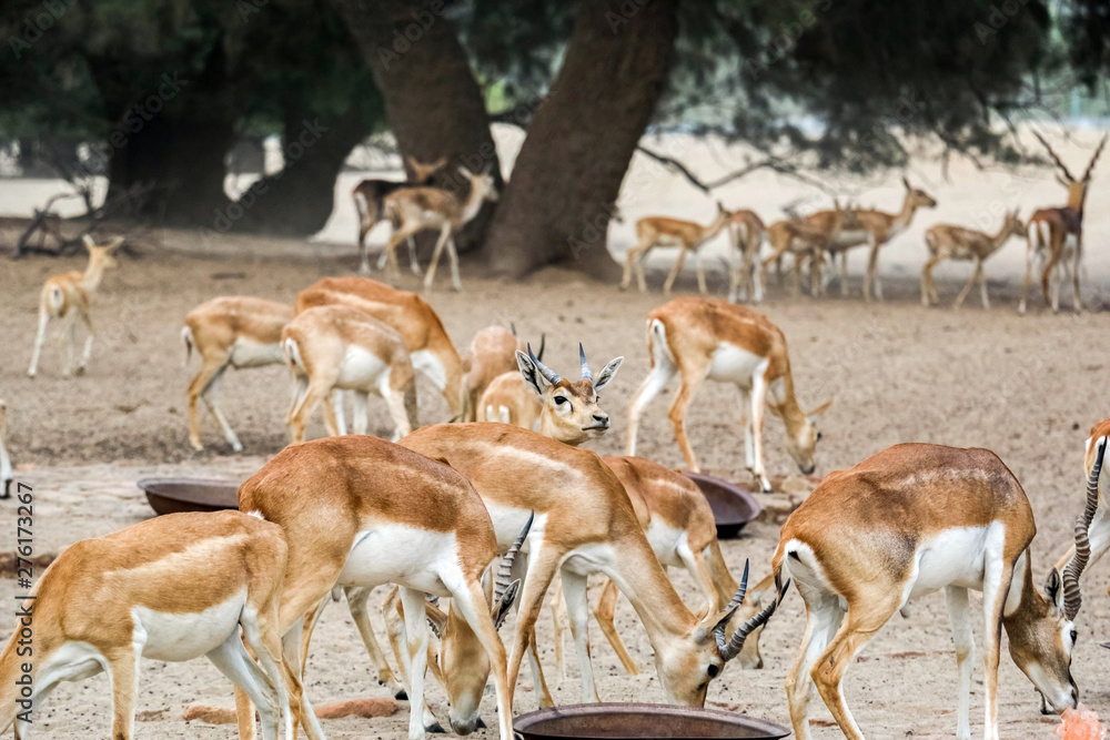 Beautiful wild animal Blackbuck deer (Antilope cervicapra) or Indian ...