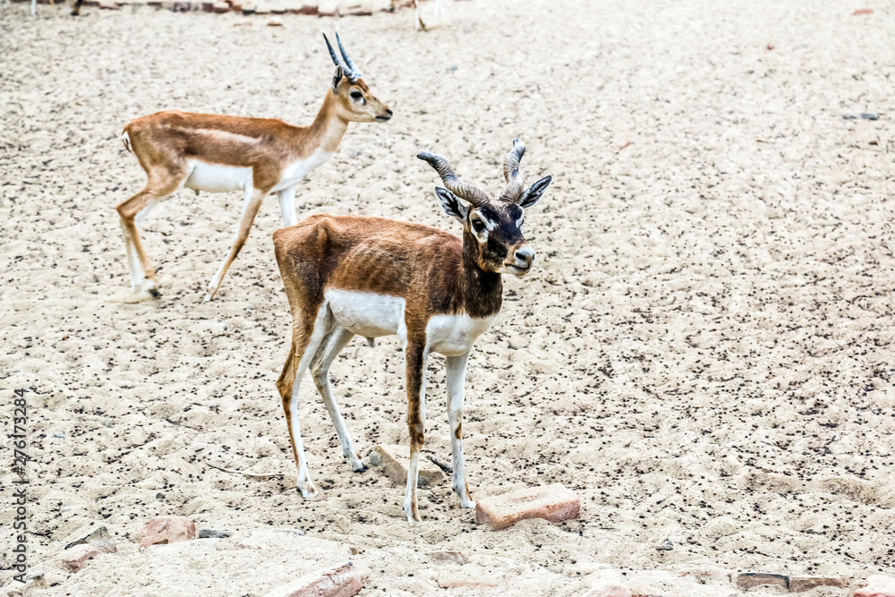 Beautiful wild animal Blackbuck deer (Antilope cervicapra) or Indian ...