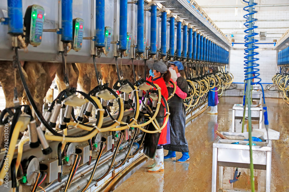 workers install automatic milking machines for cows in a cattle farm ...