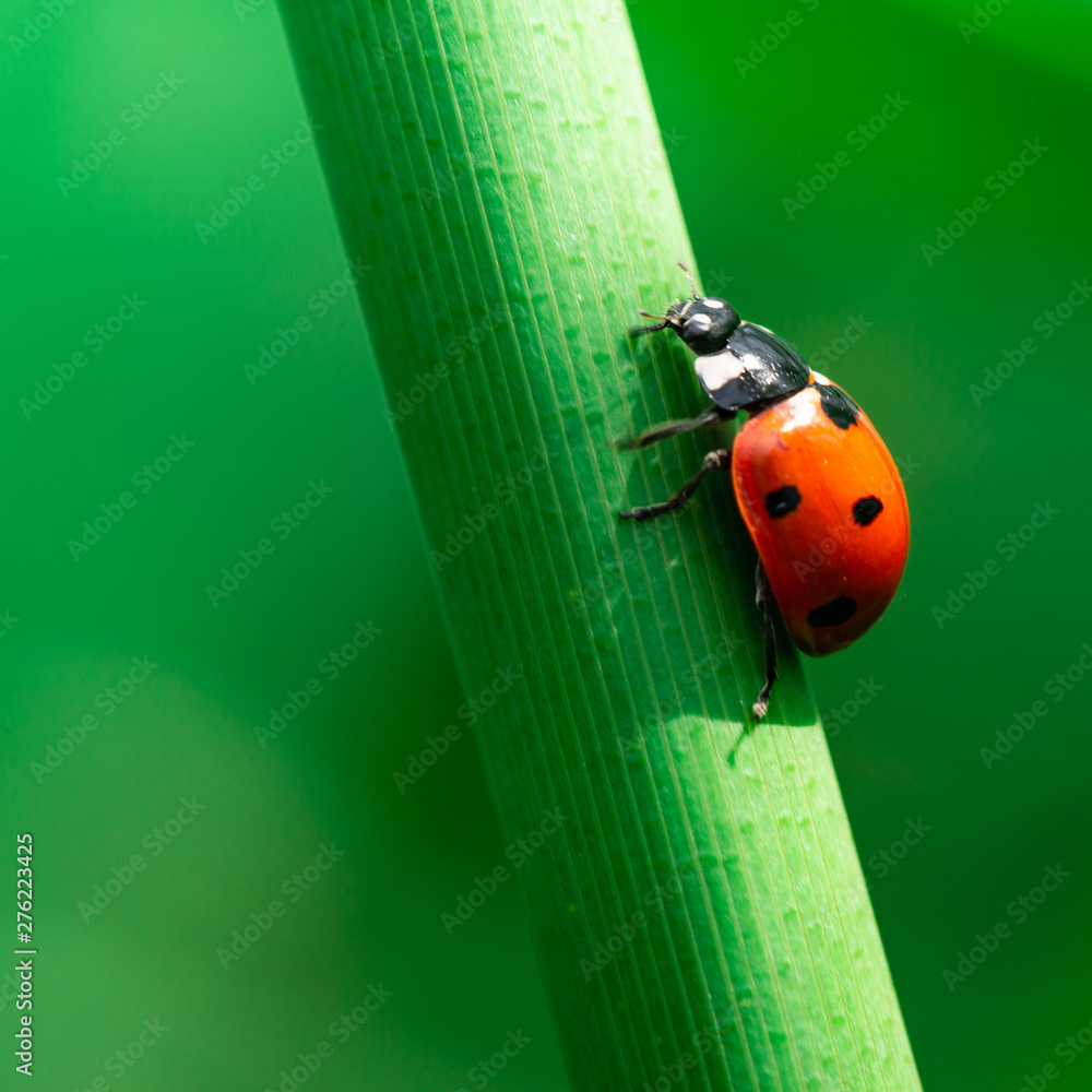 Ladybug walks up on the stem of a plant, Coccinellidae, Arthropoda ...
