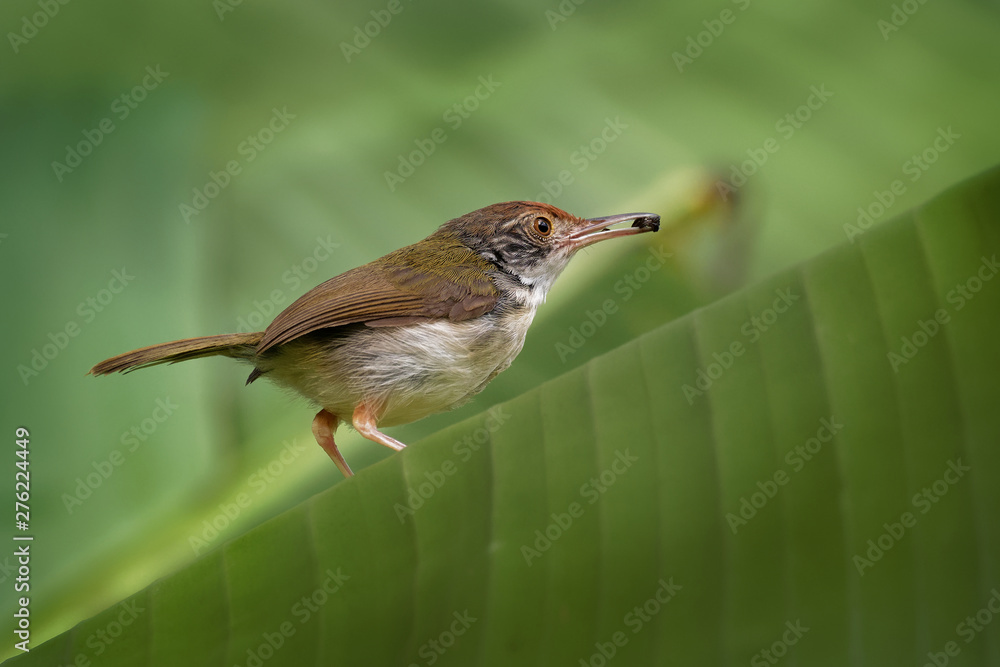 Common Tailorbird - Orthotomus sutorius bird in the family Cisticolidae ...