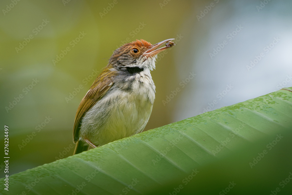 Common Tailorbird - Orthotomus sutorius bird in the family Cisticolidae ...