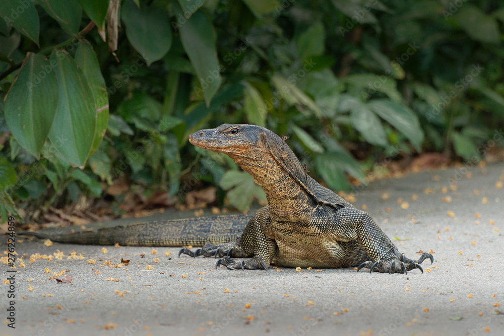 Asian water monitor - Varanus salvator also common water monitor, large ...