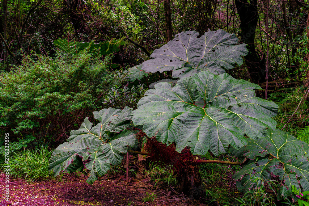 The leaves of Gunnera insignis are used in Costa Rica as improvised ...