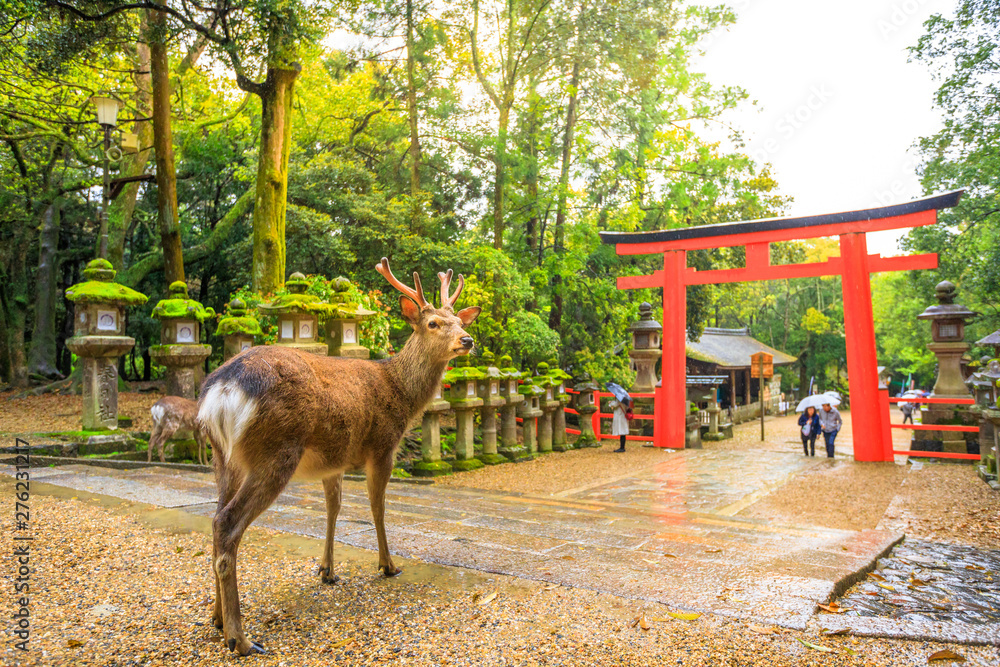 Wild deer and red Torii gate of Kasuga Taisha Shine, one of the most ...
