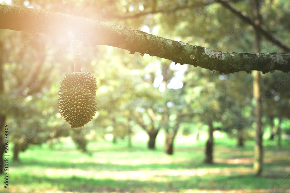 Volcano Durian fruit is fresh on the tree is useful plant with sunlight ...