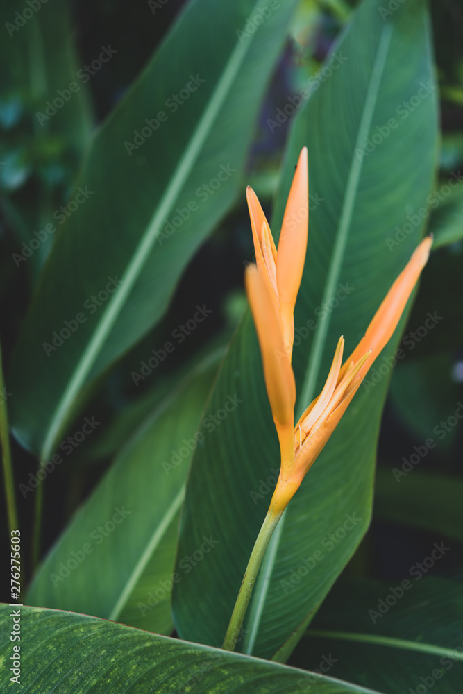 Exotic yellow Heliconia psittacorum ,Golden Torch, flowers with healthy ...
