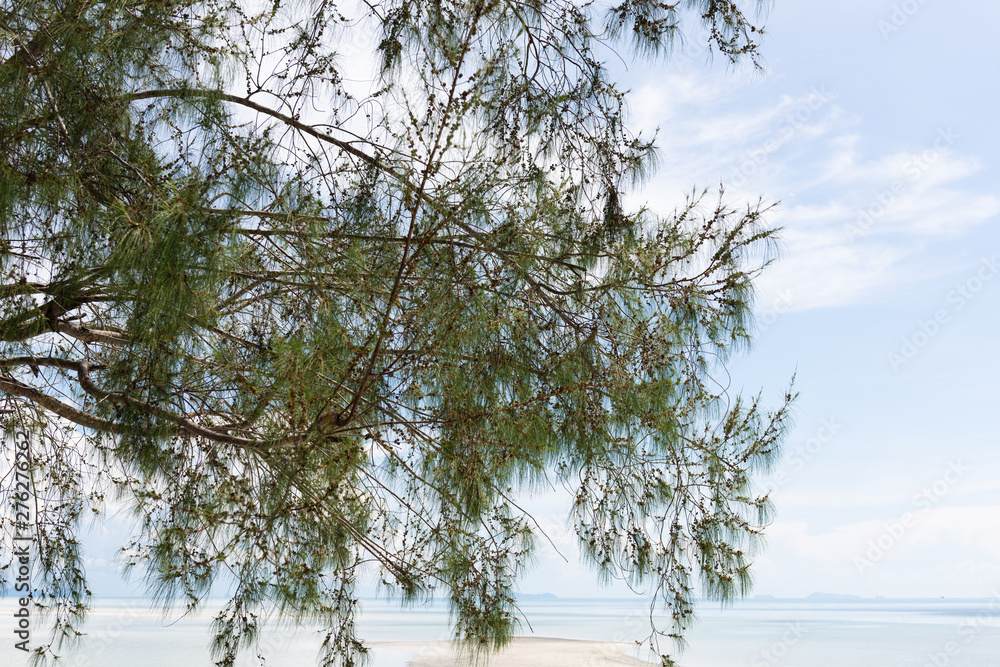 Pine tree ,Casuarina equisetifolia branch over tropical beach ...