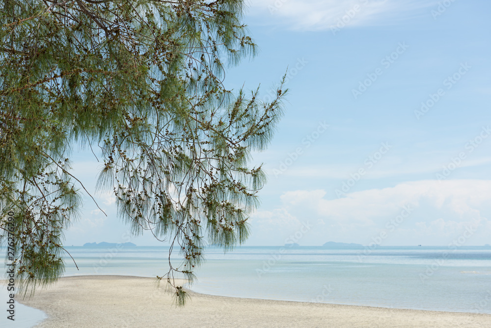 Pine tree ,Casuarina equisetifolia branch over tropical beach ...