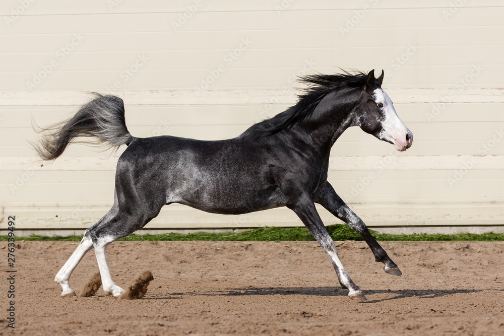 Black Arabian Horses