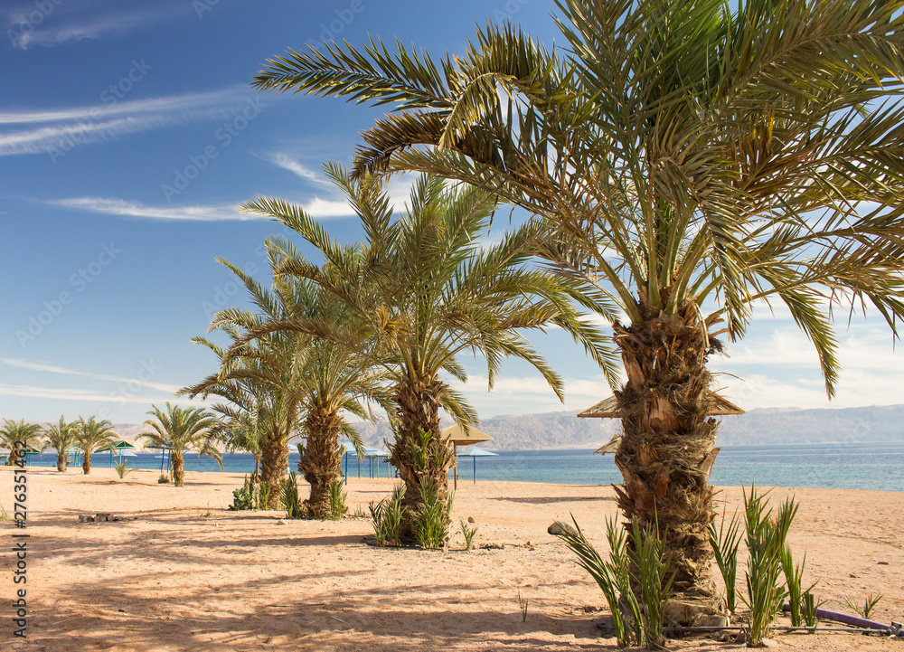 Saudi Arabia Persian Gulf luxury sand beach with palm trees perspective ...