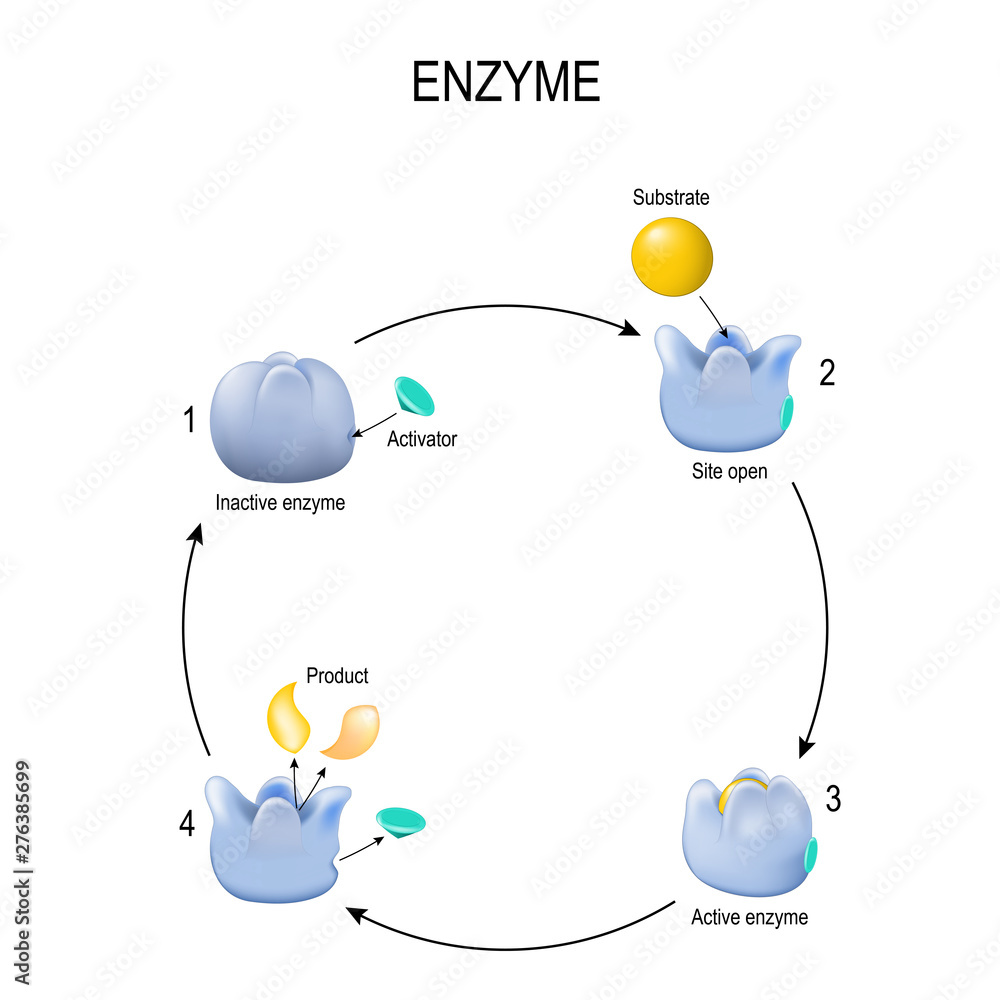 Enzyme. Process of activation. Activator, substrate, product, enzyme ... Enzyme. Process of activation. Activator, substrate, product, enzyme ...