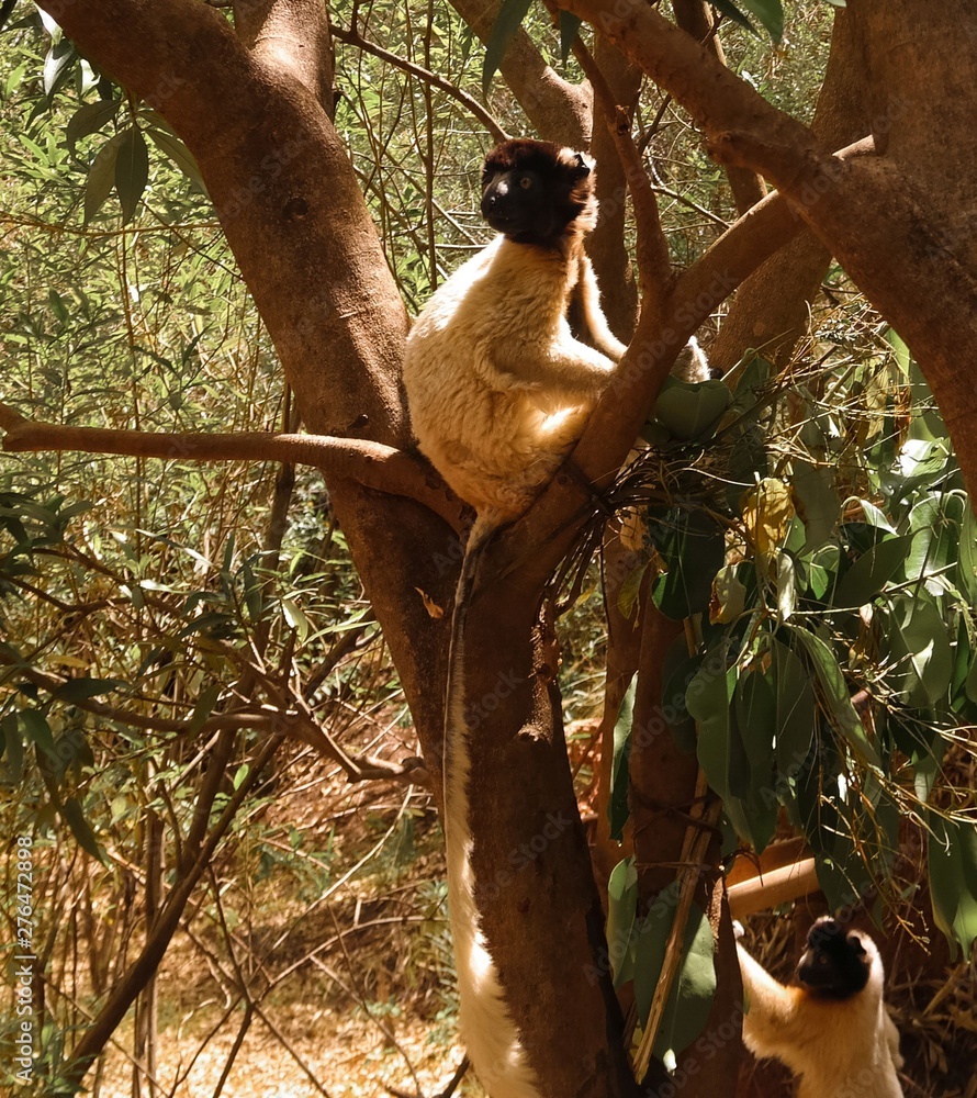 Portrait of the crowned sifaka aka Propithecus coronatus at Lemurs park ...