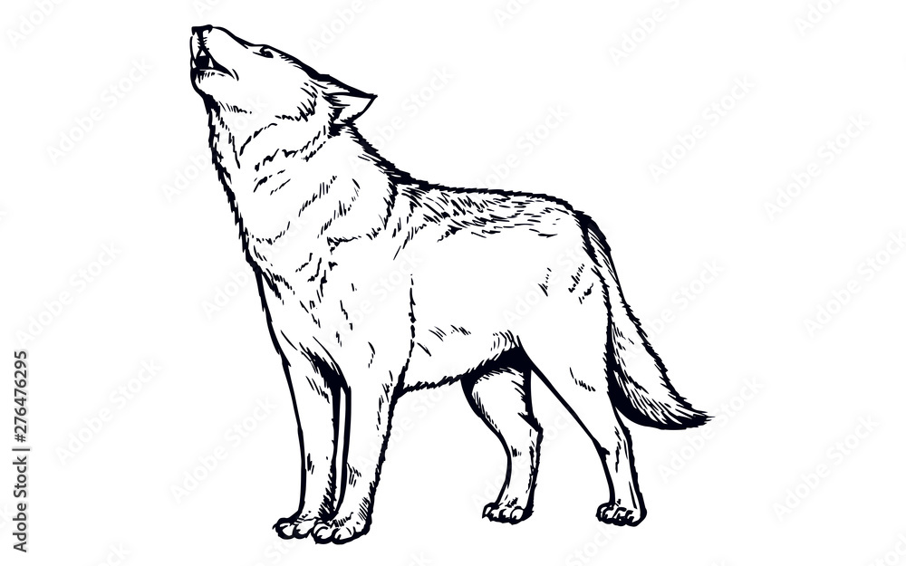 Eastern Timber Wolf Drawing