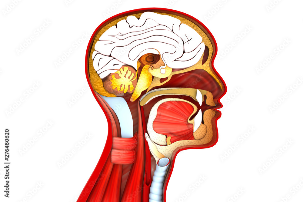 Human head cross section, 3d illustration Stock Illustration | Adobe Stock