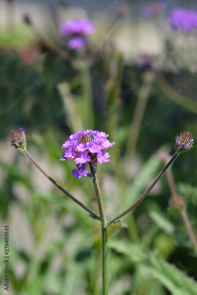 Tall vervain - Latin name - Verbena bonariensis Stock Photo | Adobe Stock
