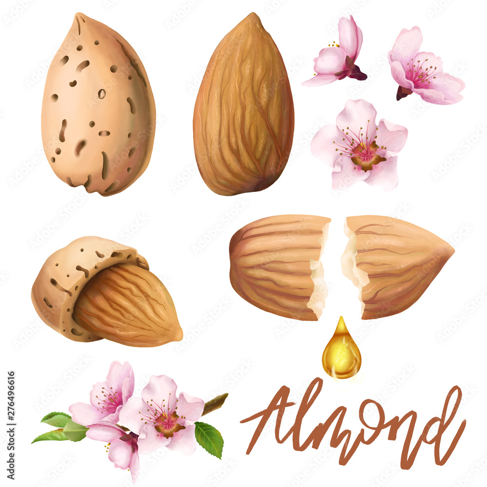 Digital illustrations set of almond and almond flowers. Stock ...
