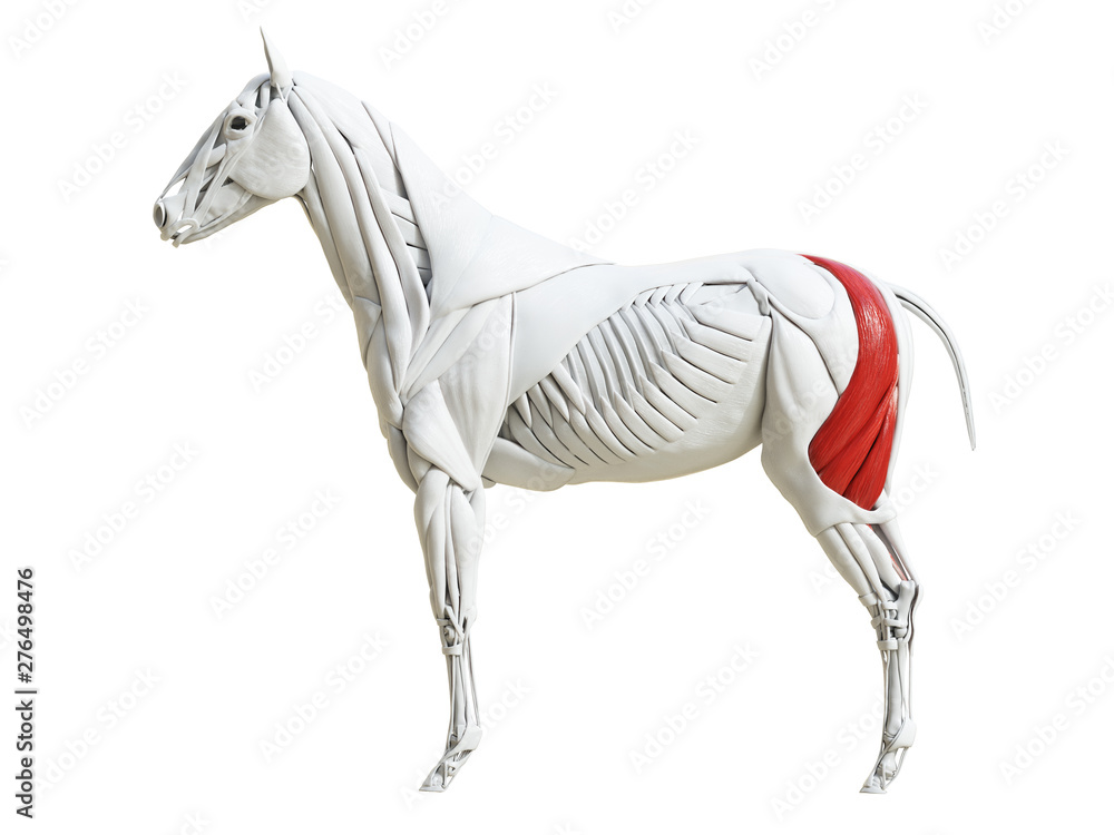 3d rendered medically accurate illustration of the equine muscle ...