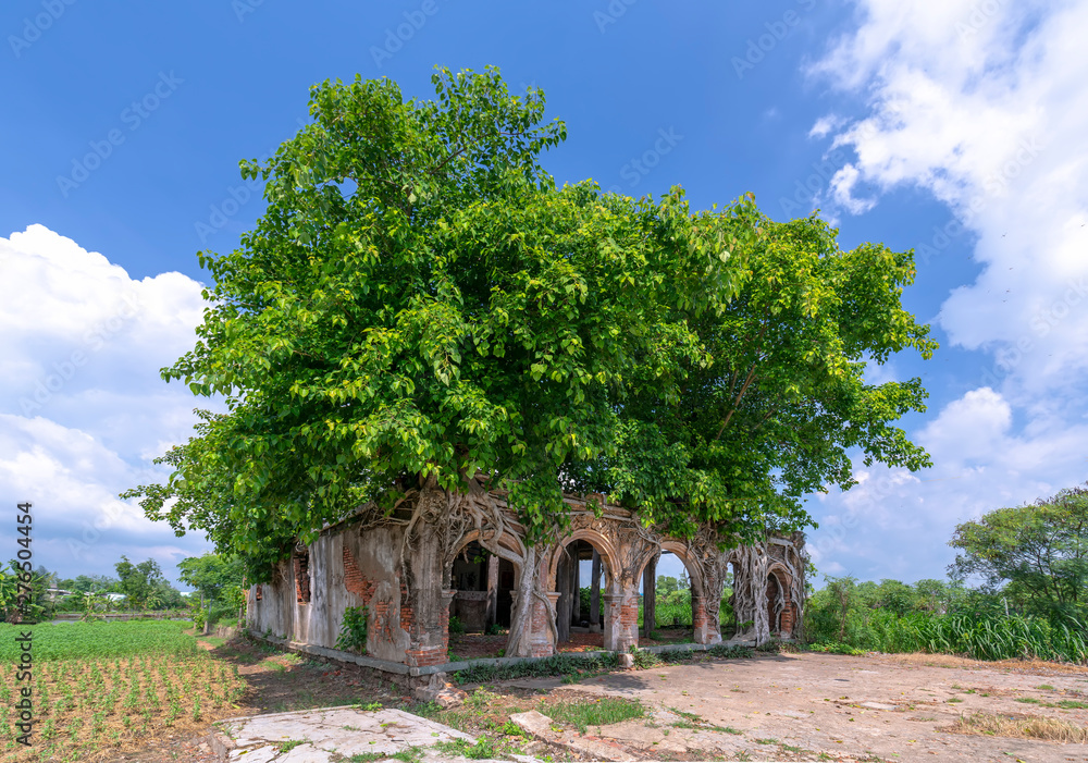 An abandoned ancient temple with an ancient tree growing on the wall ...