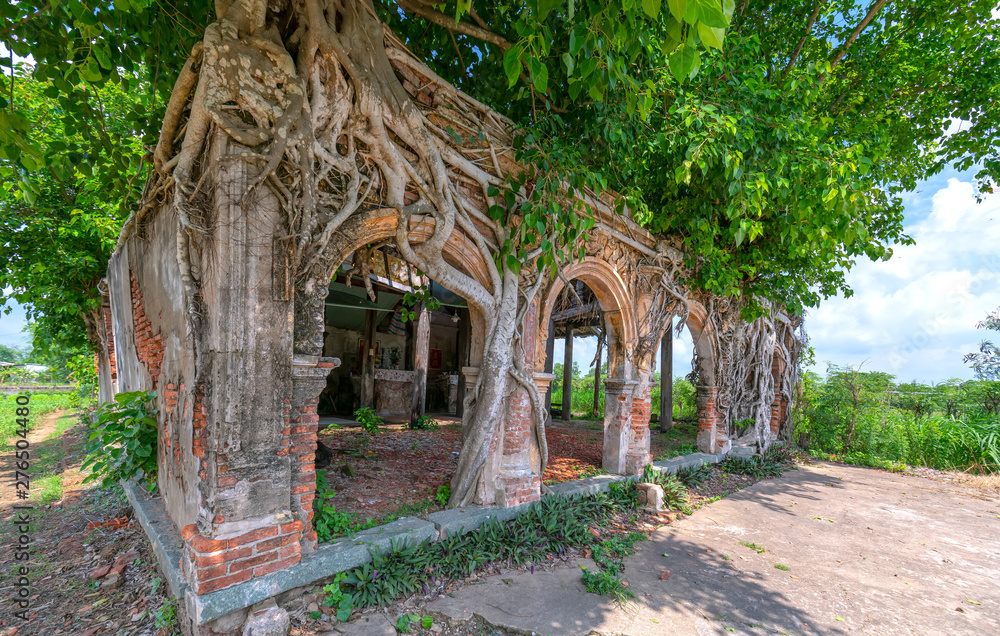 An abandoned ancient temple with an ancient tree growing on the wall ...