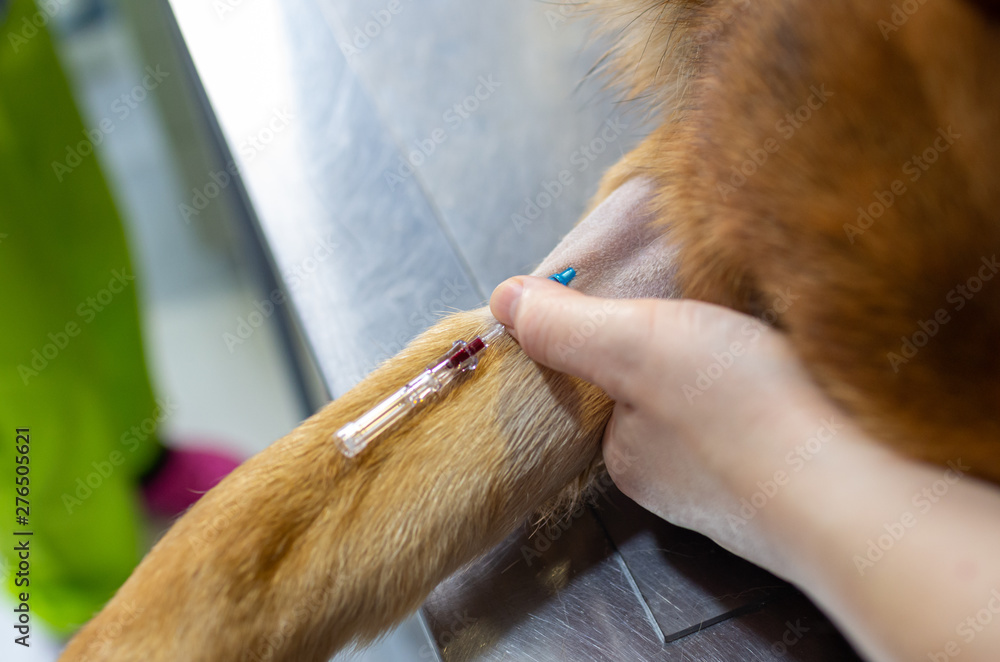 Foto de Intravenous catheter in the cephalic vein of a dog by a ...