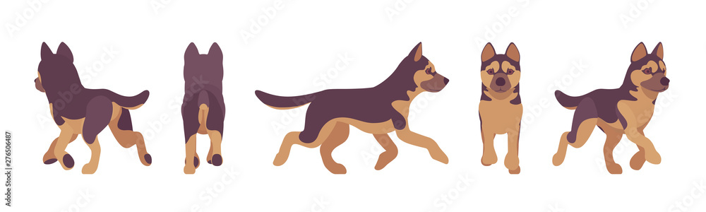 Shepherd dog running. Working breed, family pet, companion for ...