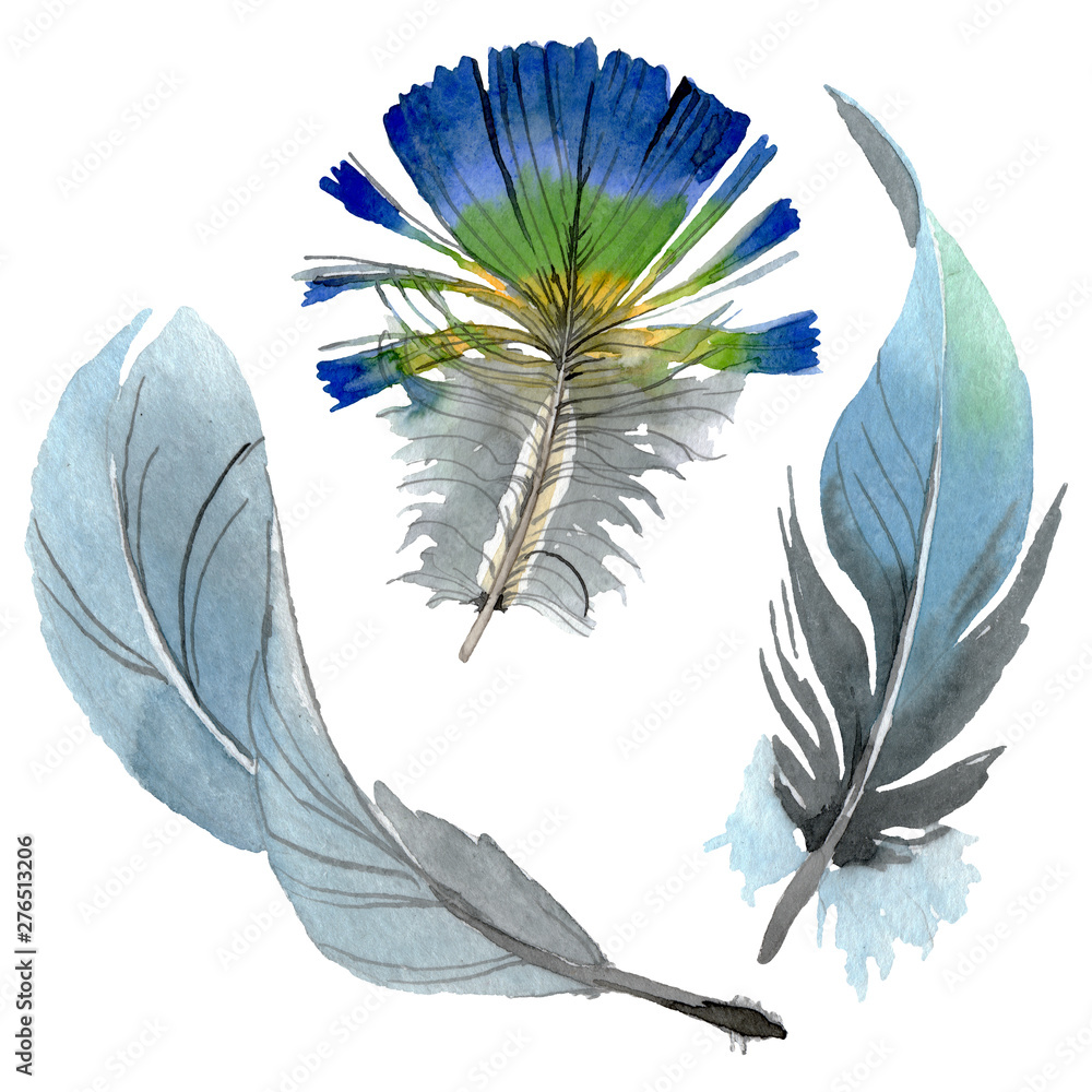 Bird feather from wing isolated. Watercolor background illustration set ...