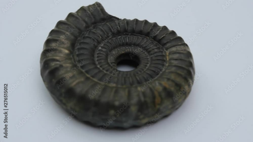 shell nautilus pearl Fibonacci sequence symmetry cross section spiral ...