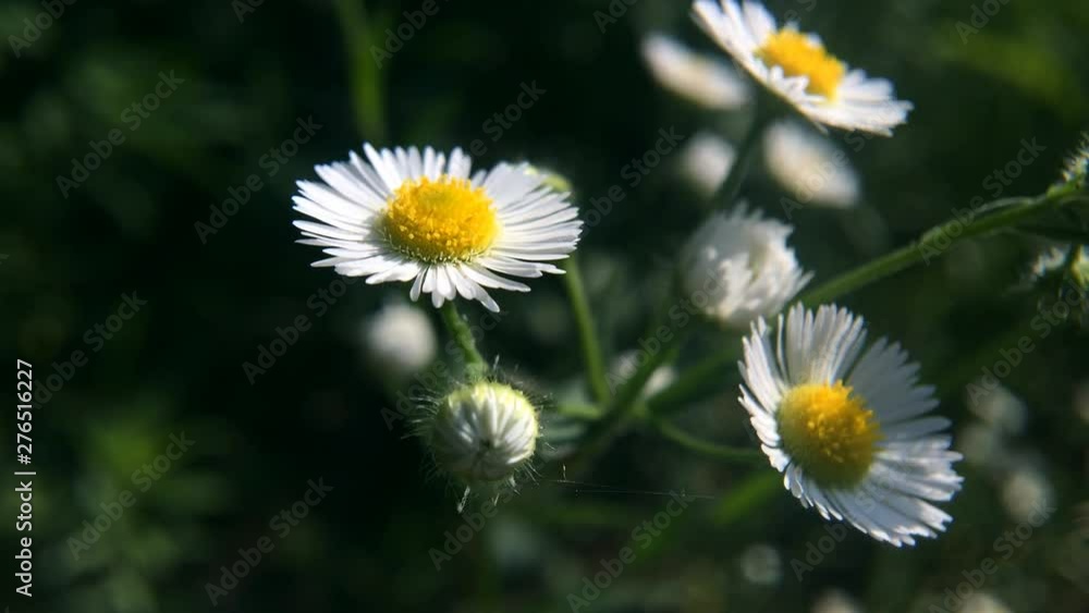 Wild daisy flowers with blurred background. Romantic White daisy flower ...