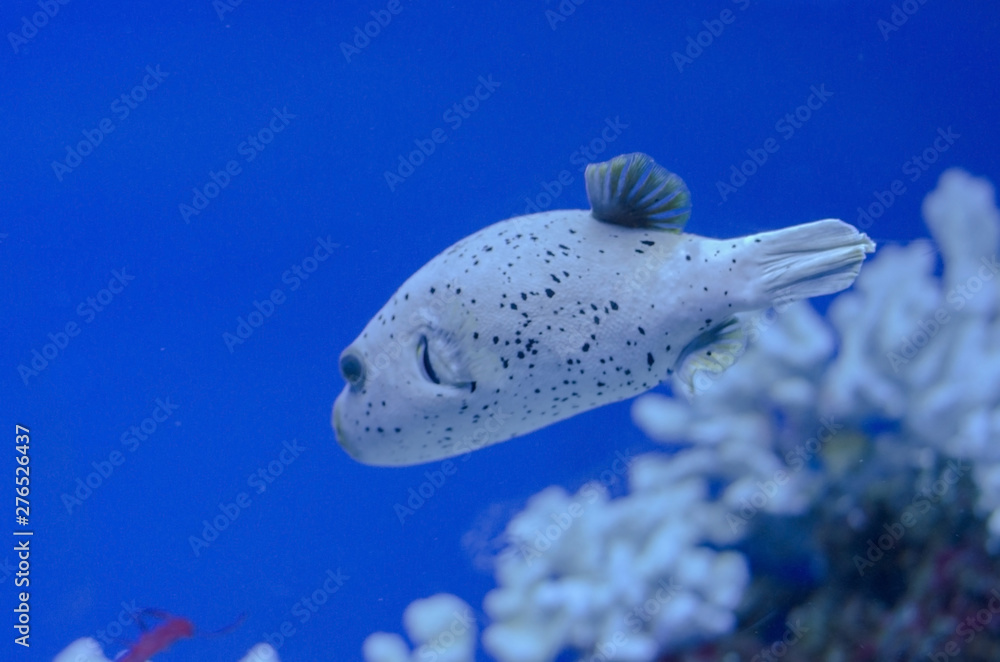 sea fish-dog in the aquarium Stock Photo | Adobe Stock