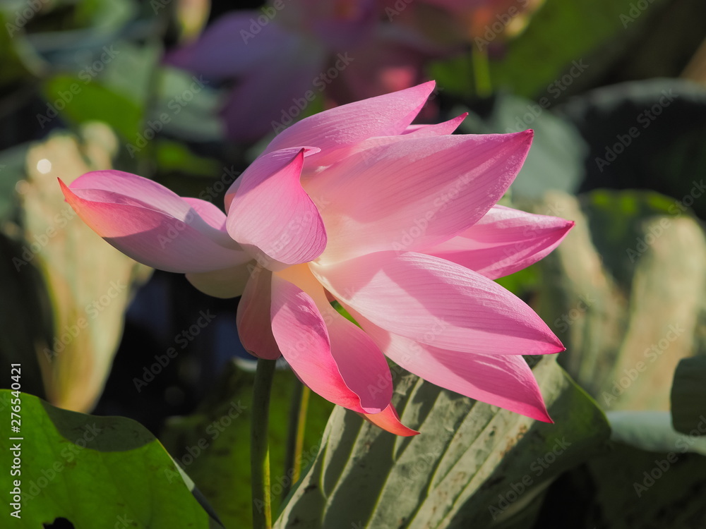 Beautiful pink Lotus flower (Nelumbo nucifera) blossom in the lake with ...