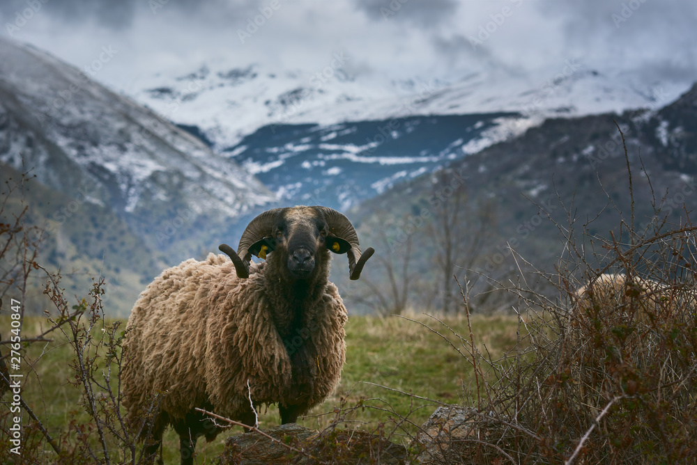Cabras o ovejas pastando en un bonito prado con montañas nevadas de ...