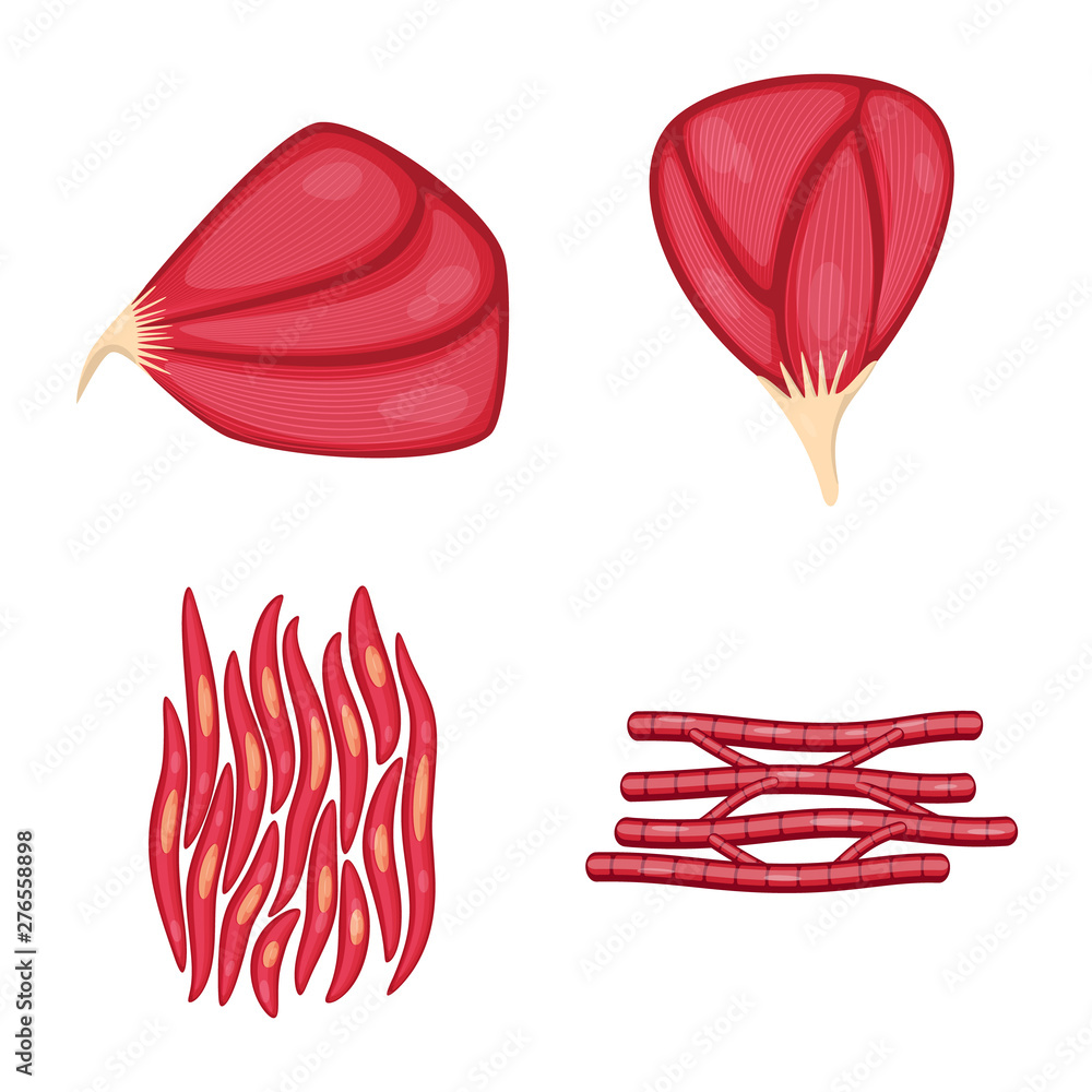 Vector design of muscle and cells symbol. Collection of muscle and ...
