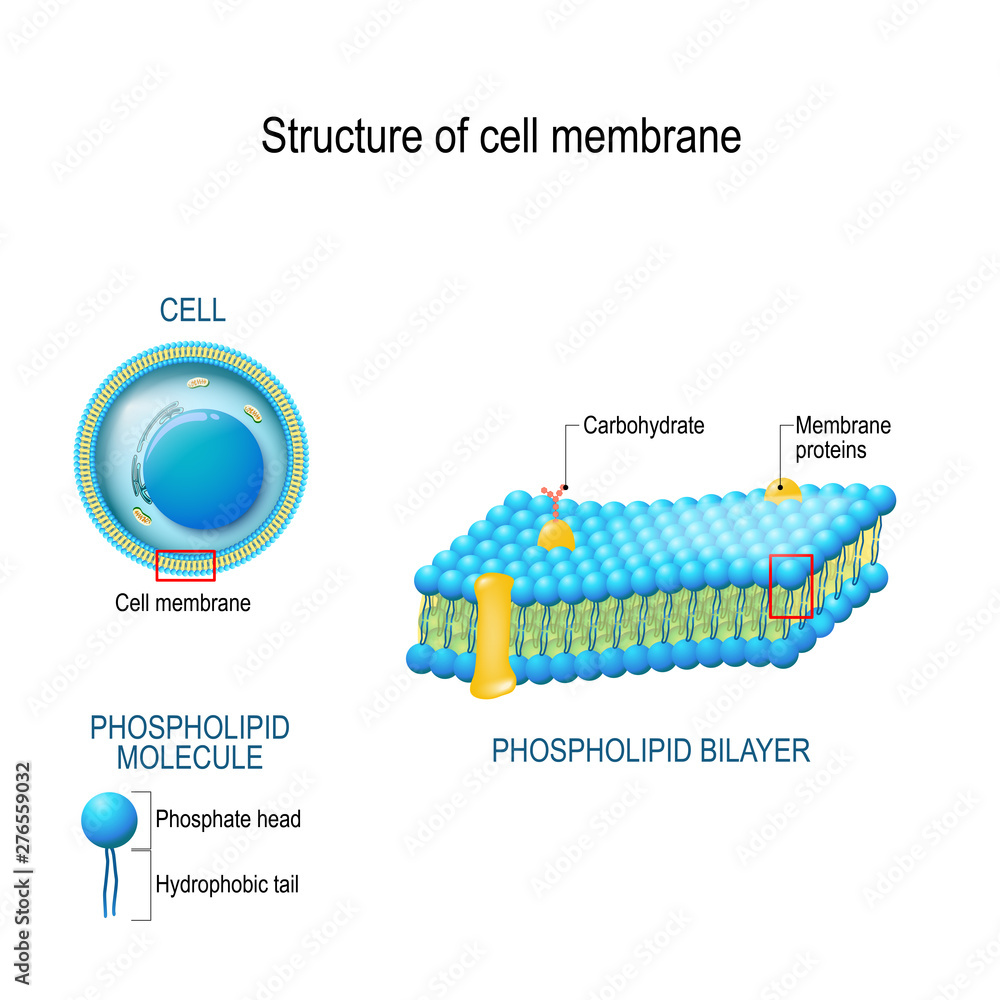 Structure of cell membrane Stock Vector | Adobe Stock