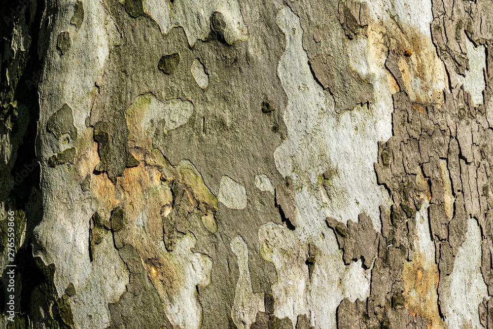 Platanus Occidentalis Bark