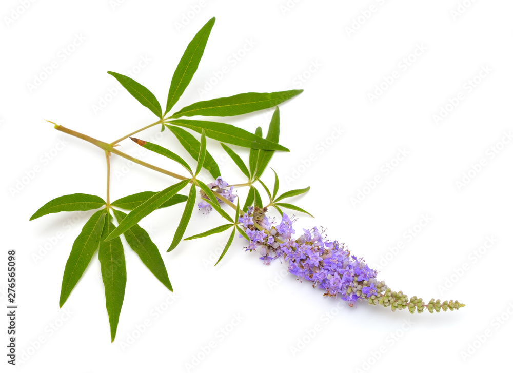 Vitex agnus-castus, chaste tree or chastetree, chasteberry, Abraham's ...