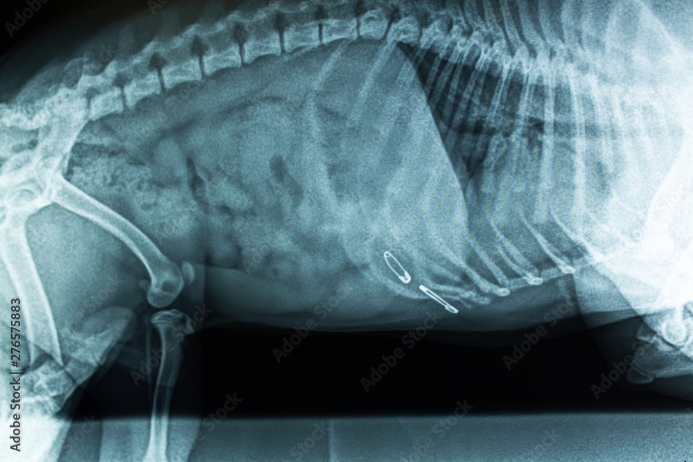 X-ray image of the abdominal cavity. Pins in the stomach of the dog..Foreign body in the picture ...