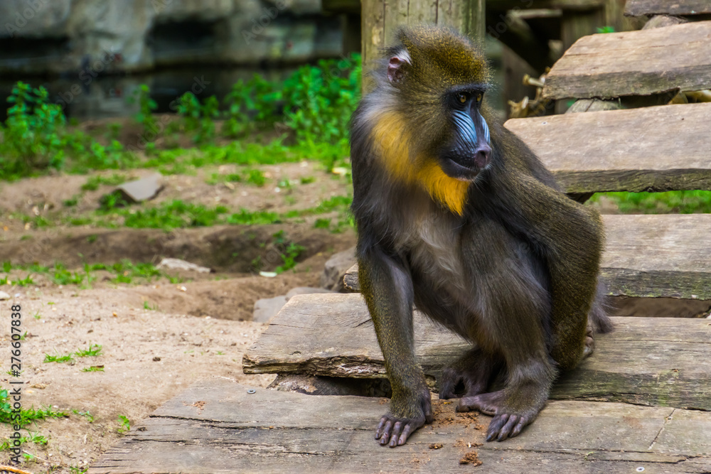 closeup of a mandrill monkey scratching its behind, tropical primate ...