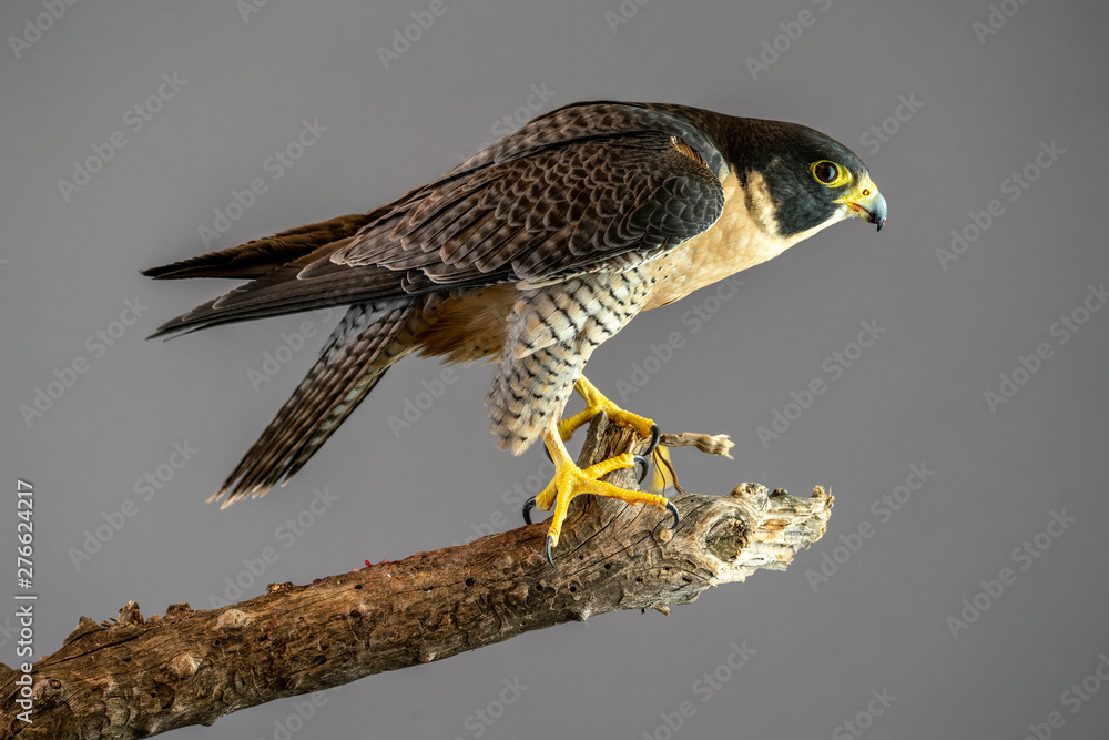 Peregrine Falcon Perched