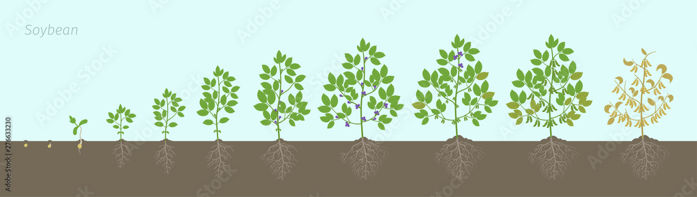 Growth stages of Soybean plant with roots In the soil. Soya bean phases ...