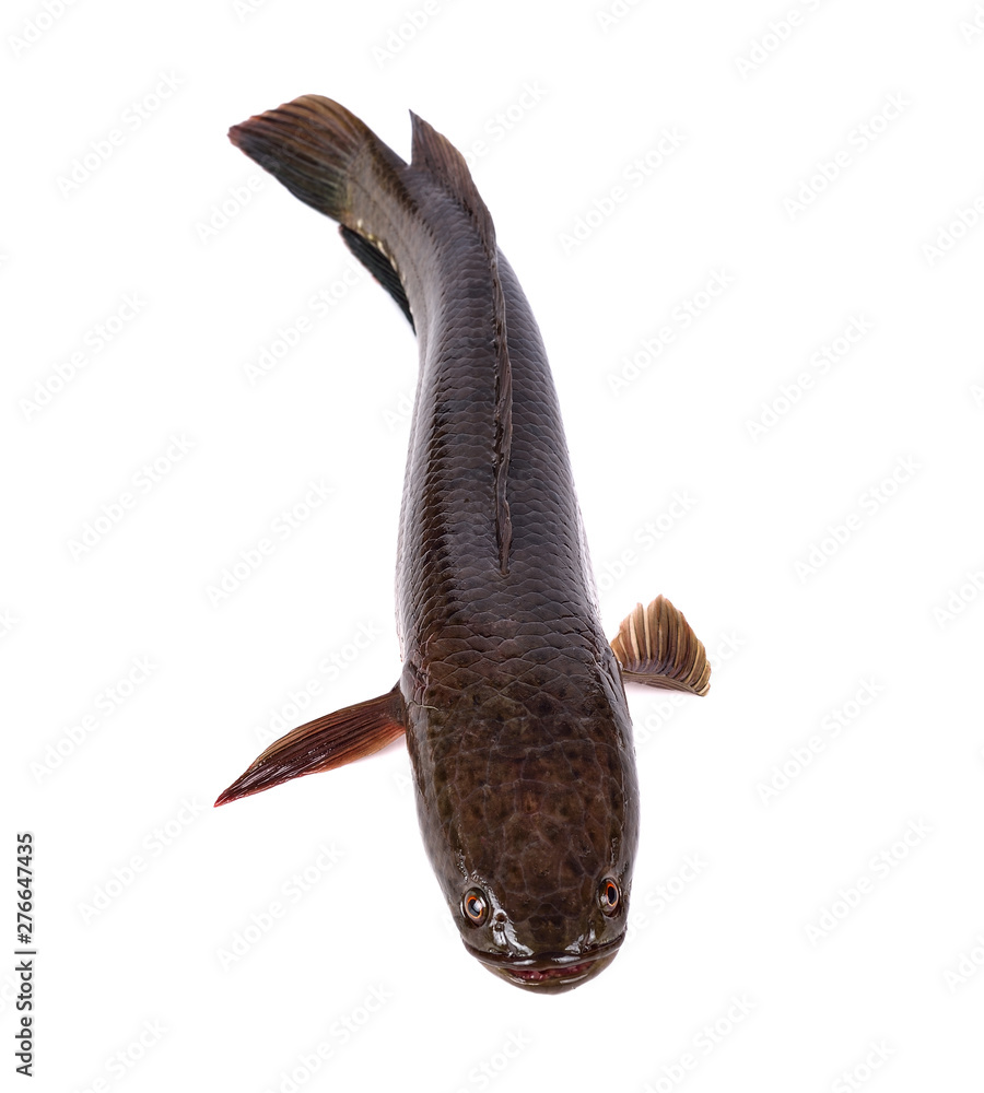 Snakehead fish isolated on white background Stock Photo | Adobe Stock