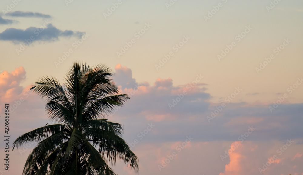 tropical coconut tree with sun light on sunset sky background. Summer ...