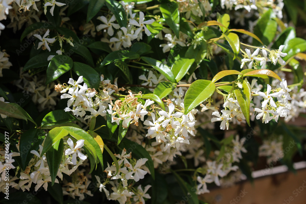 Trachelospermum jasminoides, Common names include confederate jasmine ...
