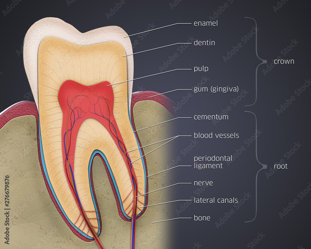 Cross-section of a tooth with descriptions - 3d illustration Stock ...