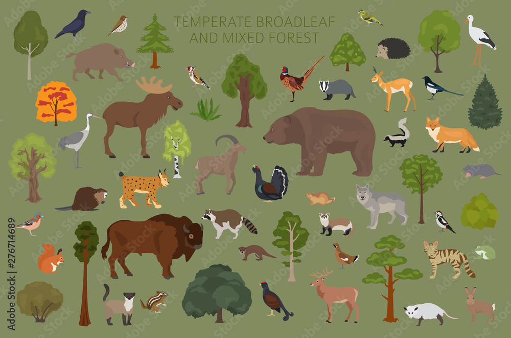 Temperate broadleaf forest and mixed forest biome. Terrestrial ...